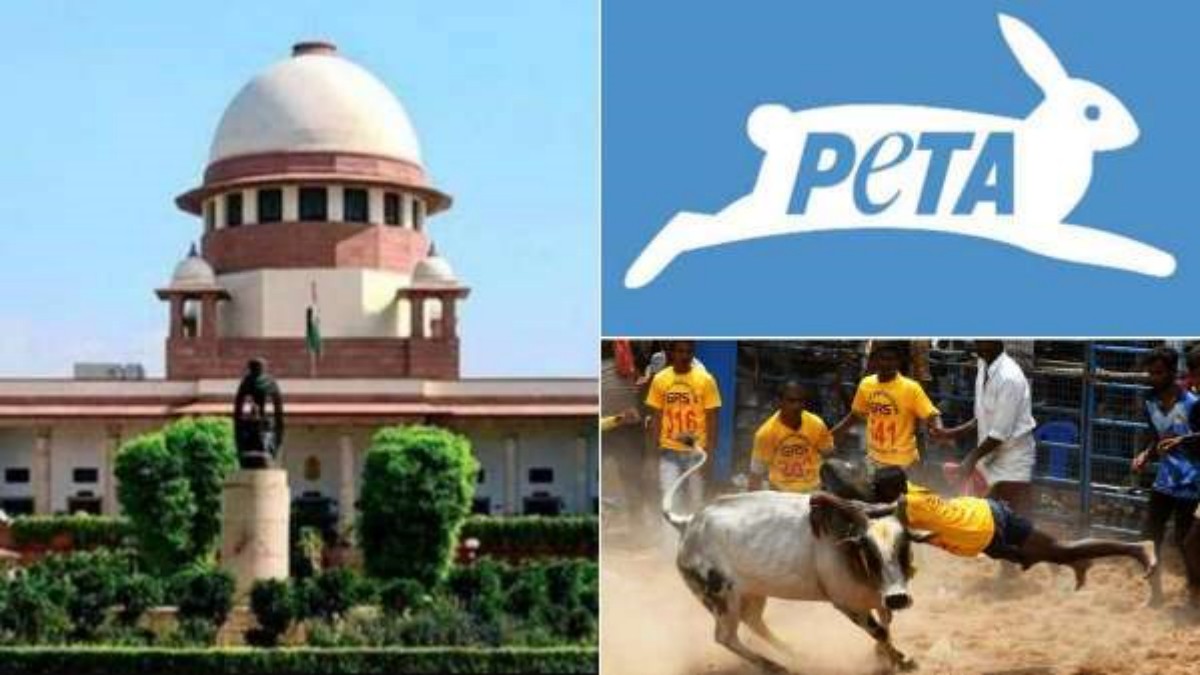 ஜல்லிக்கட்டு சட்டத்தை உறுதி செய்த தீர்ப்பு- உச்சநீதிமன்றத்தில் பீட்டா ...