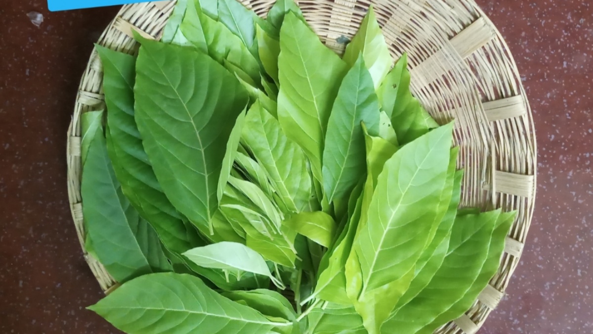 கிளுகிளுப்பு கீரை லச்ச கொட்டை.. லஜ்ஜ கீரையில் இவ்ளோ ஆச்சரியமா ...