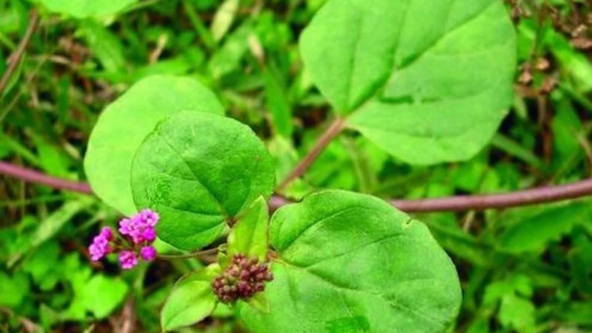 "மூக்கிரட்டை கீரை".. அற்புதத்தை வாரி தரும் இலைகள்.. பட்டென தெறித்தோடும் ...