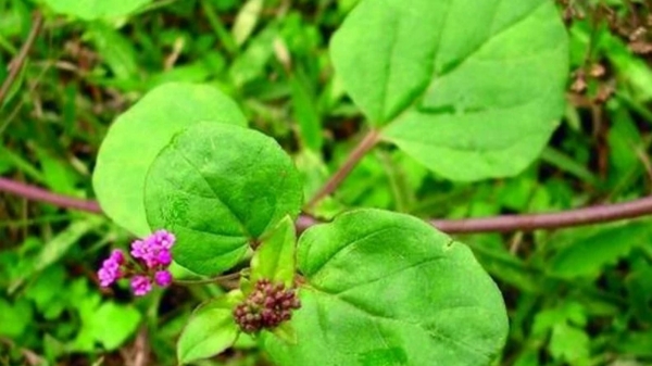 "மூக்கிரட்டை கீரை".. அற்புதத்தை வாரி தரும் இலைகள்.. பட்டென தெறித்தோடும் ...