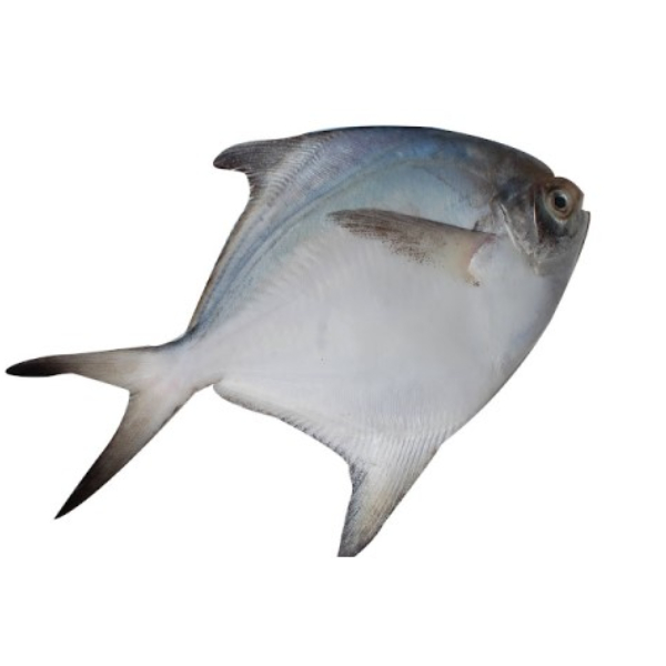 "வௌவால்" தலைகீழா மாத்துதே.. நீங்க உடல்எடை குறைக்கணுமா.. அள்ள அள்ள நன்மை ...