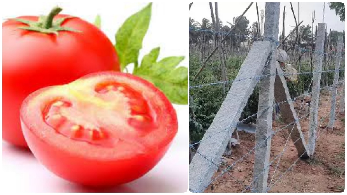 கிருஷ்ணகிரியை கிறங்கடிக்கும் தக்காளி.. ஓசூர் ராமரெட்டியின் தக்காளி தோட்டத்தை பார்த்தீங்களா? வேற ...