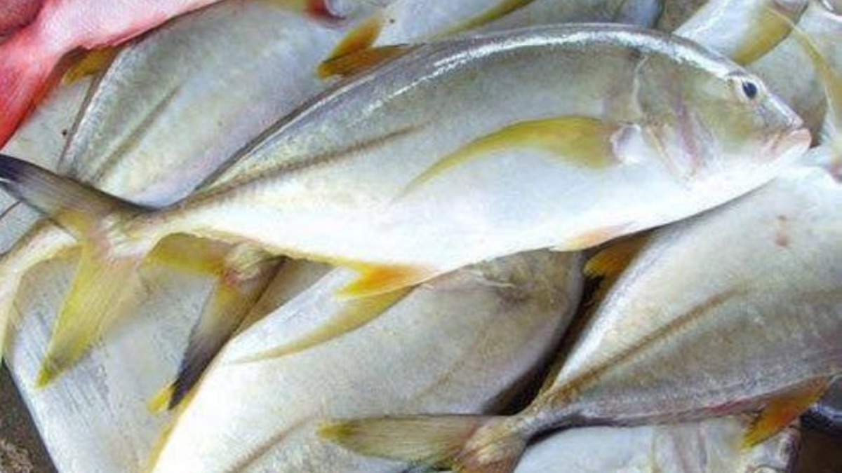 தேங்காய் பாறை மீனின் அற்புதம்.. பெண்களுக்கு வரப்பிரசாதம்.. பாறை மீன் ...