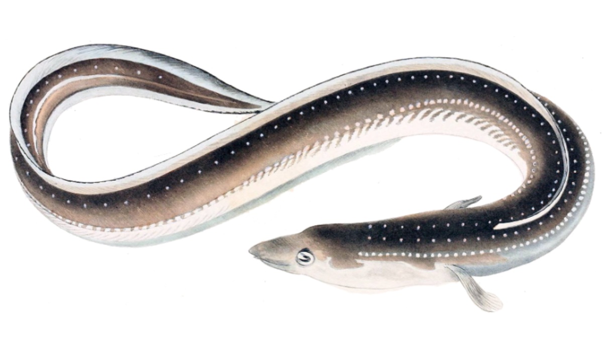 மீனின் உடம்பெல்லாம் கரண்ட்.. "விலாங்கு மீன்" சாப்பிடலாமா.. ஈல் ...