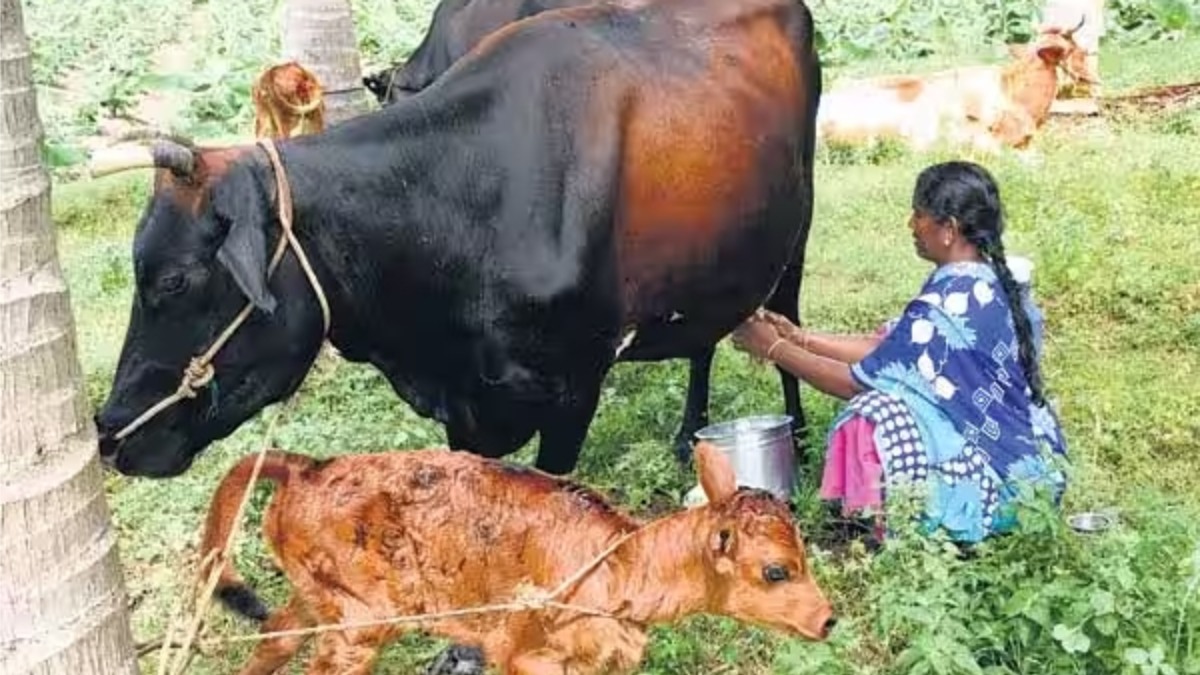 விவசாயிகளே நல்ல செய்தி.. மாடு வளர்க்குறீங்களா.. ஆவின் எடுத்த சூப்பர் ...