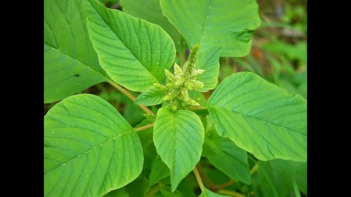 "குப்பை கீரை".. குப்பை போன்ற உடலை தேற்றும் இலை.. ஆச்சரியத்தை அள்ளி ...