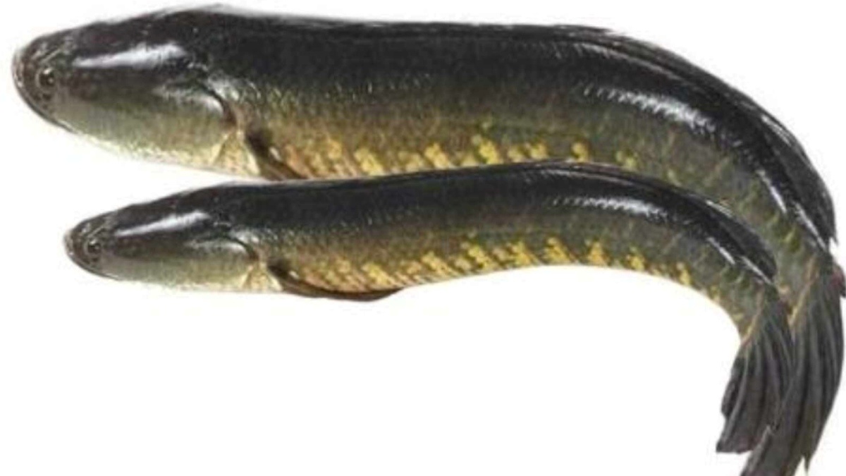 விரால் மீனை செய்றீங்களா.. விராலை இப்படி சுத்தம் செய்யுங்க ...