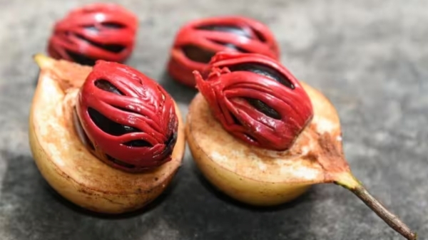 இந்த காய் வசீகரிக்கும்! ஆனா போதை மருந்தல்ல! "இயற்கை வயாகரா" விந்தணுவை ...