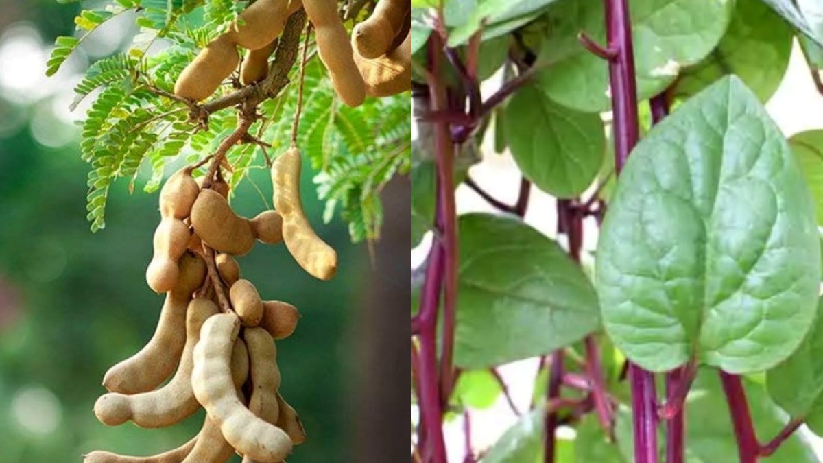 கொத்து கொத்தா படரும் கொடிபசலை.. குடலை காக்கும் புளியங்கீரை..இதுல இவ்ளோ ...