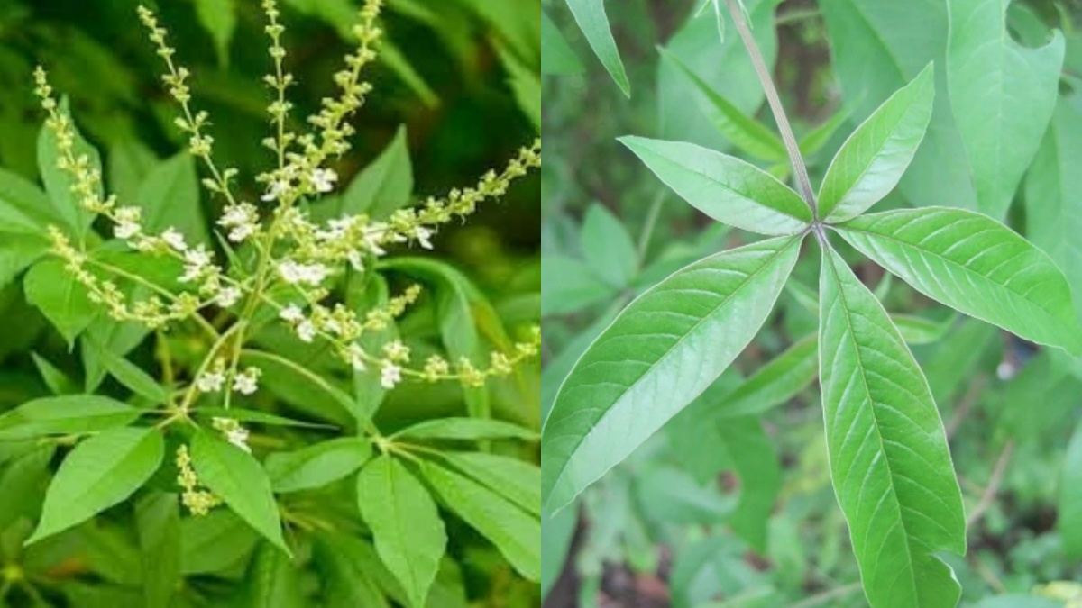 நொச்சி இலை.. சளி முதல் சைனஸ் வரை ஓட ஓட விரட்டும் கீரை..உச்சி முகர ...