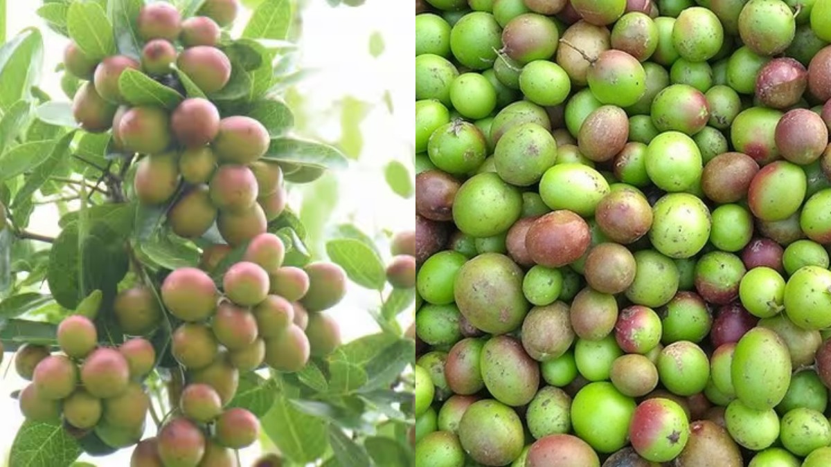 களாக்காய் ஒரு கலக்கல் காய்! அளவுக்கு மிஞ்சினால் ஆண்களின் ...