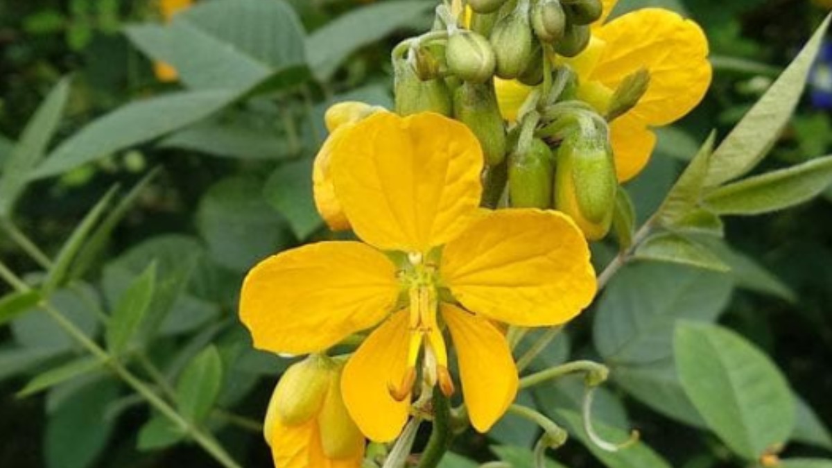 மளமளன்னு.. உடல் எடையை குறைச்சிடும் பொன்னாவரை கீரை.. பொன்னாவரை இலையின் ...