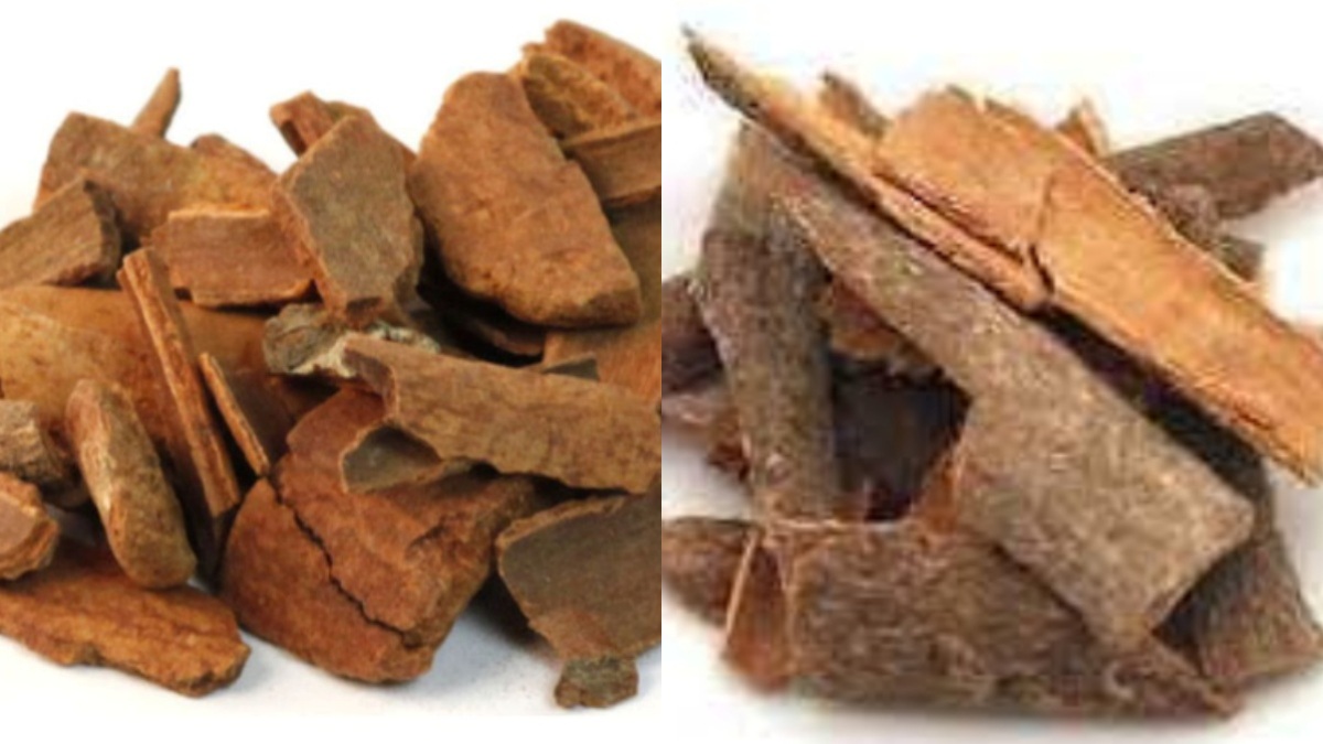 முருங்கையை போல.. மருதம்பட்டை.. சிறுநீரகம் முதல் இதயம் வரை காக்கும் மருத ...