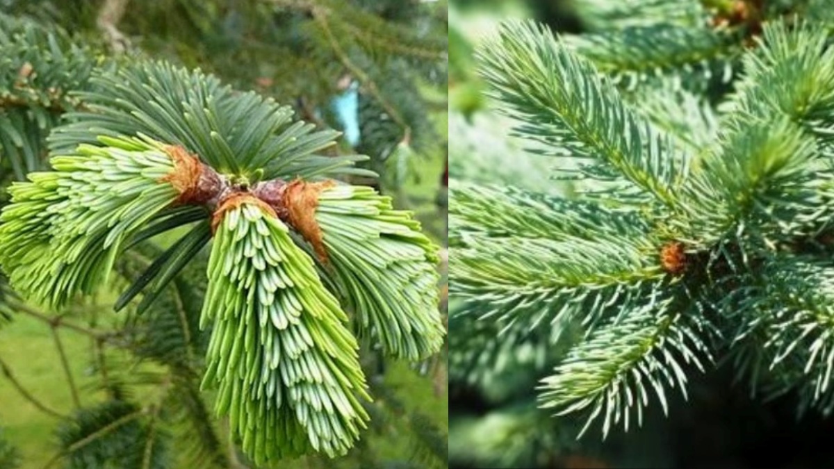 ஓமவள்ளி இலை.. நுரையீரலின் நண்பன் தாளிசபத்திரி.. கபத்தை விரட்டும் காவலன் ...