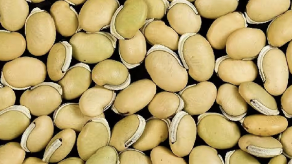 மொச்சை கொட்டை.. பெண்களின் வரப்பிரசாதம்.. மொச்சை பயிறு சாப்பிட்டாலே போதும்.. ஆயுசை கூட்டும் ...