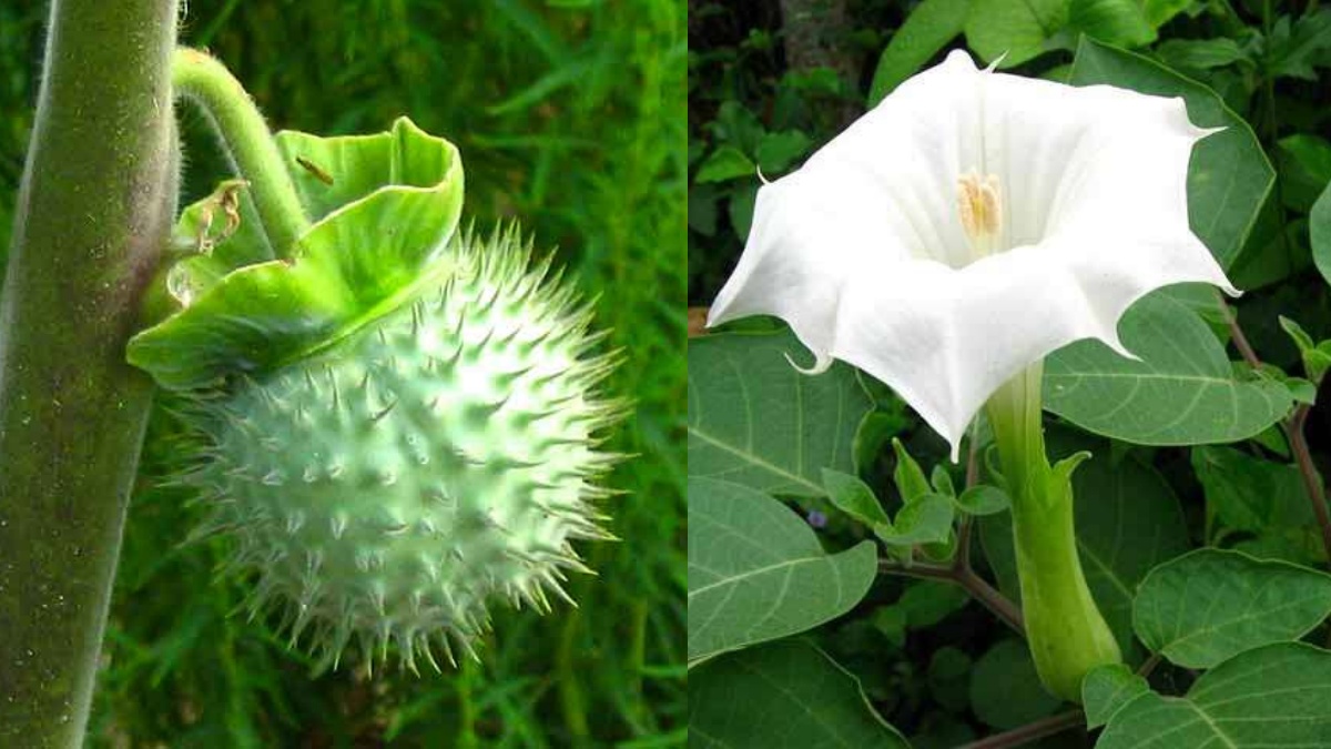 Thorn Apple Health Benefits at JENENGE blog