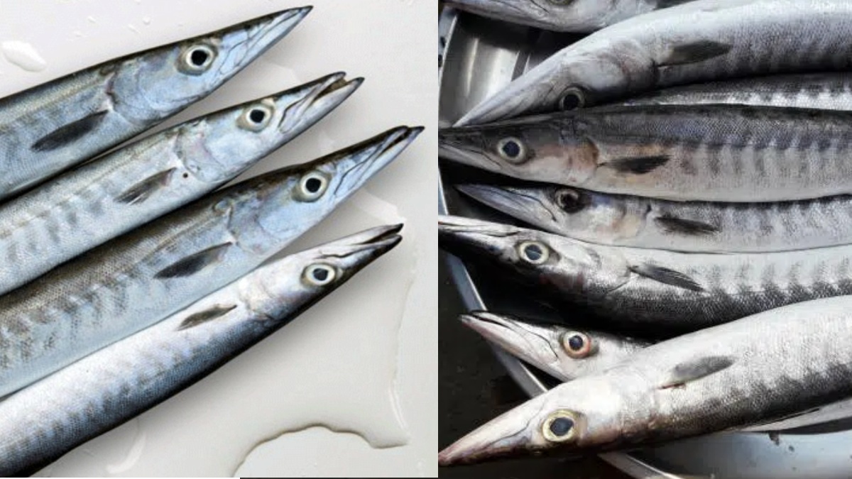 ஊளி மீன்.. நுரையீரல் தொற்றை விரட்டியடிக்கும் ஊளி மீன்கள்.. உடல் எடை ...