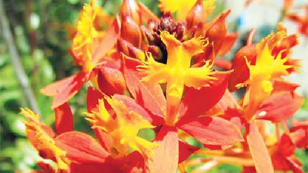 கொடைக்கானல் போறீங்களா? கிறிஸ்துமஸ்க்கு "சிலுவை பூக்கள்" பூத்துருச்சாமே ...