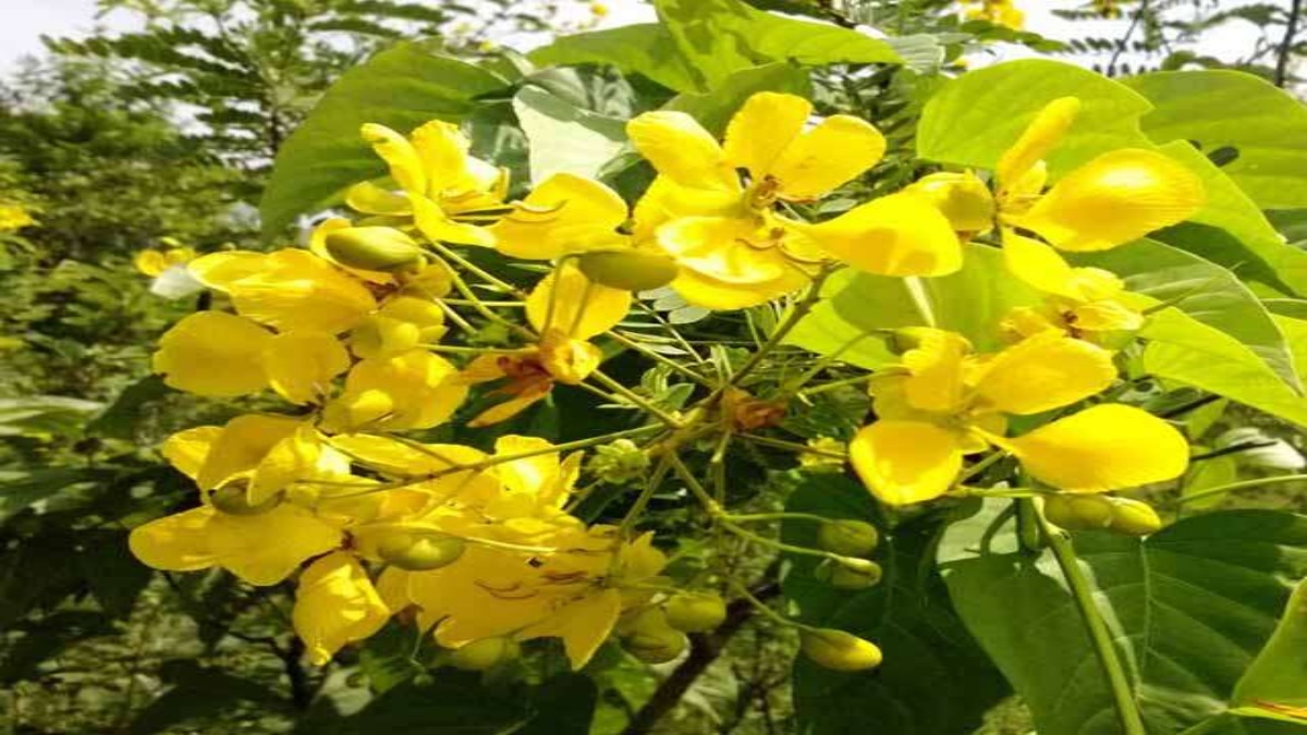 ஆவாரம் பூ.. அதிசய பூ.. ஆவாரையில் டீ போட்டு குடிச்சு பாருங்க.. பெண்களின் ...