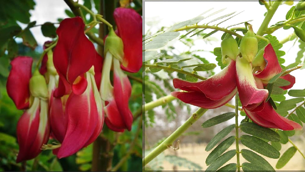 அகத்தி பூ.. அள்ள அள்ள ஆச்சரியம்..அகத்திப்பூக்களின் பவுடர்..நோய்களை ...