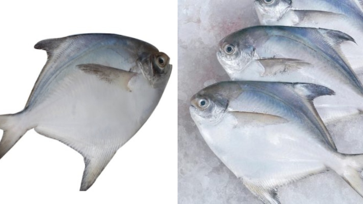 வவ்வால் மீன்.. அழகு + ஆரோக்கியம் = வாவல் மீன்.. கர்ப்பிணி பெண்கள் ...