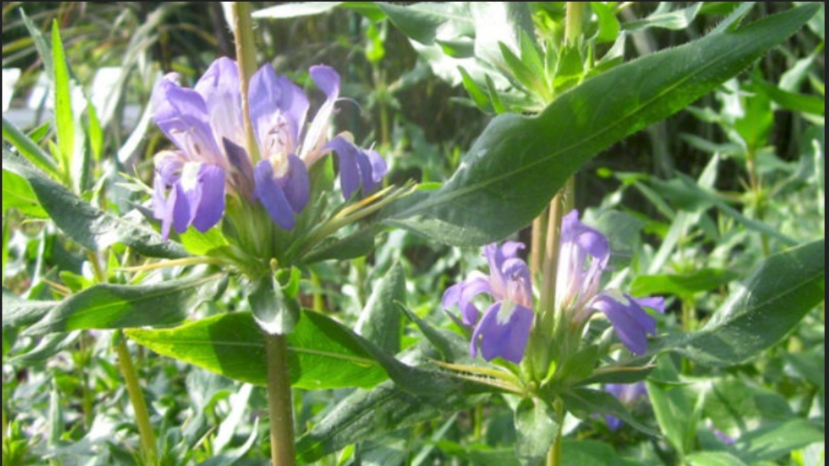 நீர்முள்ளி விதை.. அத்தனை கோளாறையும் விரட்டும் ஒரே பவுடர்.. குழந்தை பேறு ...