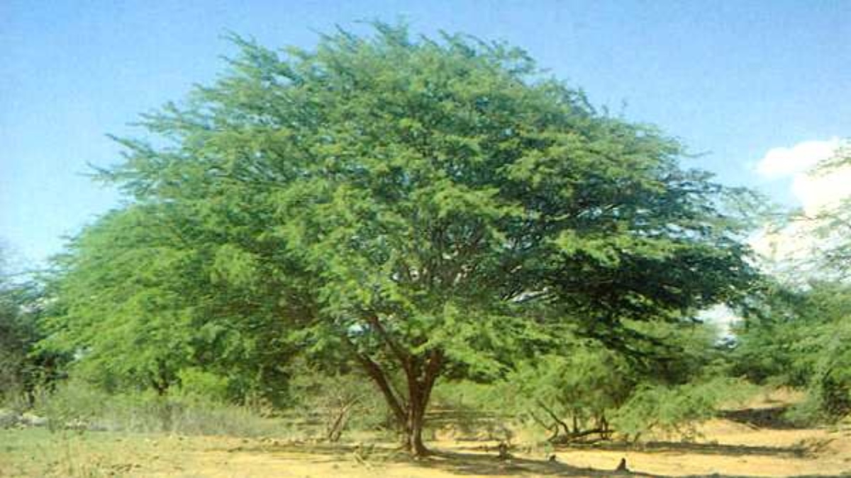 சீமைக்கருவேல மரங்களை அகற்றுவதில் அரசுக்கு என்ன பிரச்சனை? கடமைக்கு ...