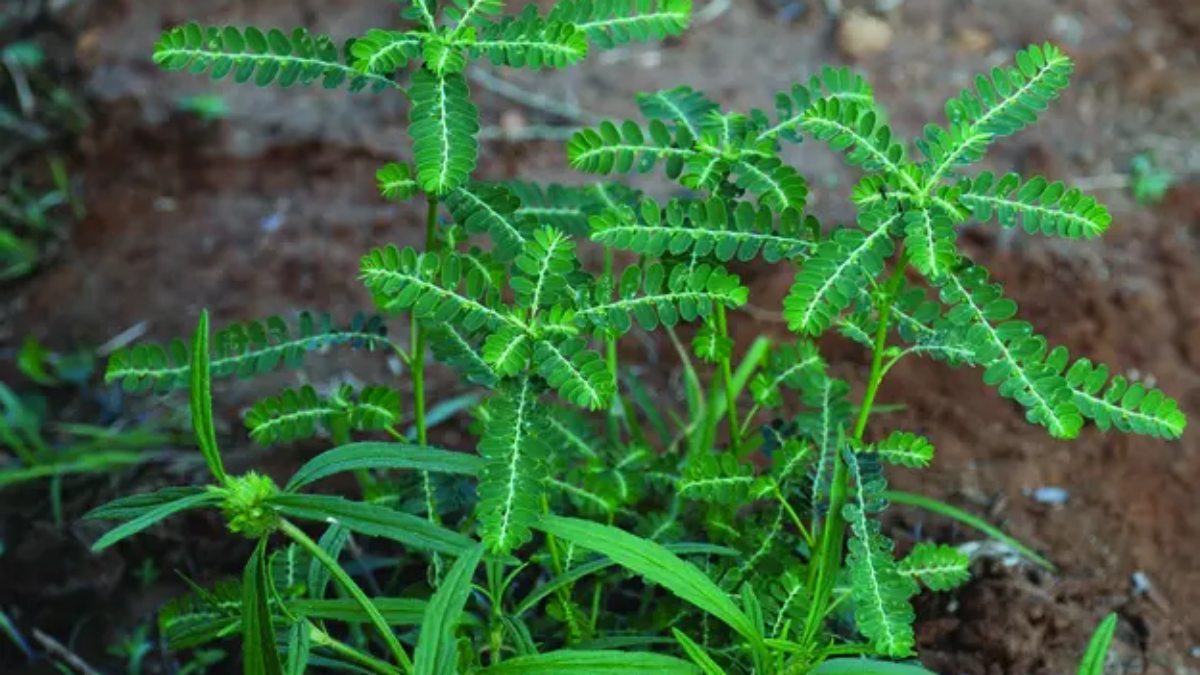 மஞ்சள் காமாலையோடு.. சொறி, சிரங்கையும் ஆற்றும் கீழாநெல்லி.. கில்லி போல ...