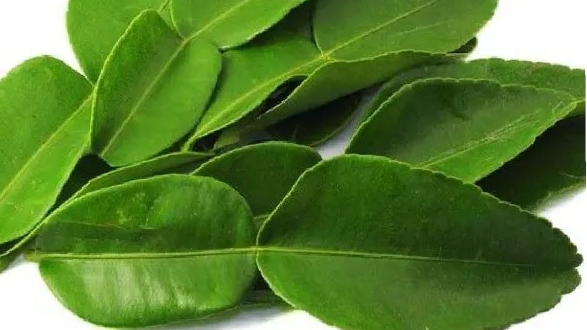 நார்த்தை இலை.. நார்த்தங்காயில் இப்படி ஒரு அதிசயமா? உபாதையை ...