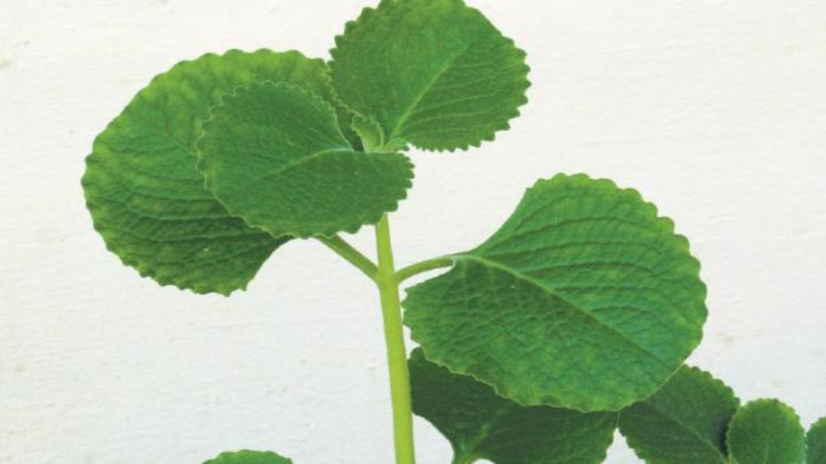 ஓமவள்ளி இலை.. நாலஞ்சு இலை போதும்.. சட்டென பறக்கும் சளி தொல்லை ...